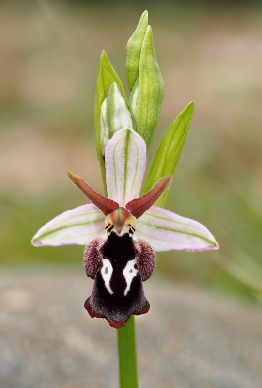 Tořič Reinholdův pravý (Ophrys reinholdii subsp. reinholdii) | Michal ...